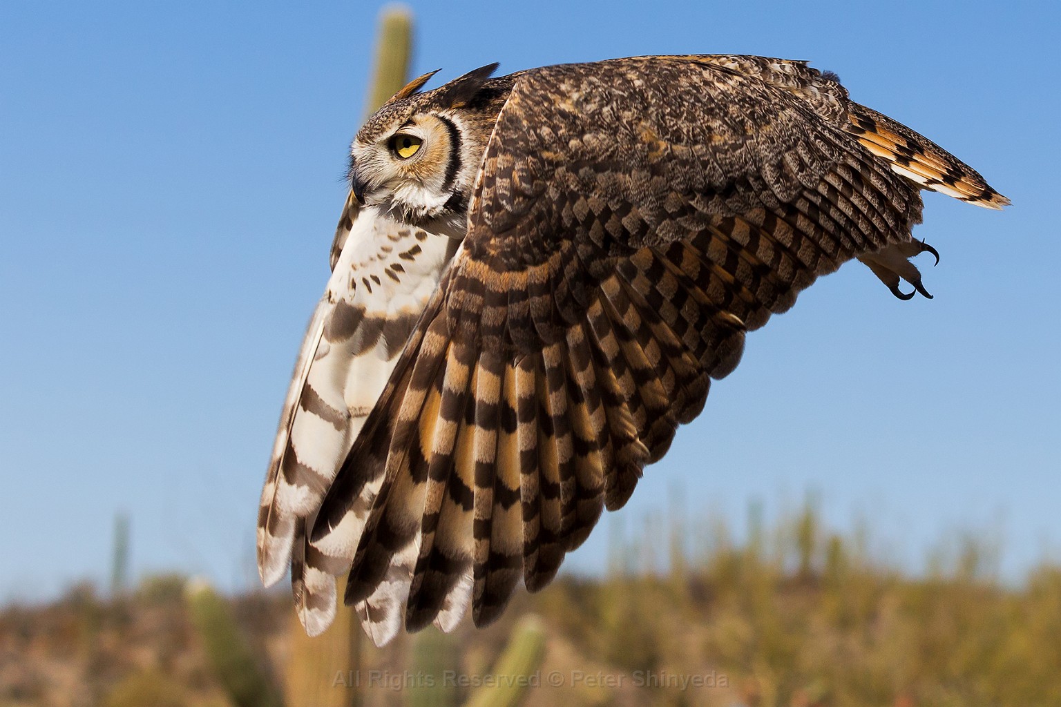 Sonoran Desert Museum Raptors, Feb 2018