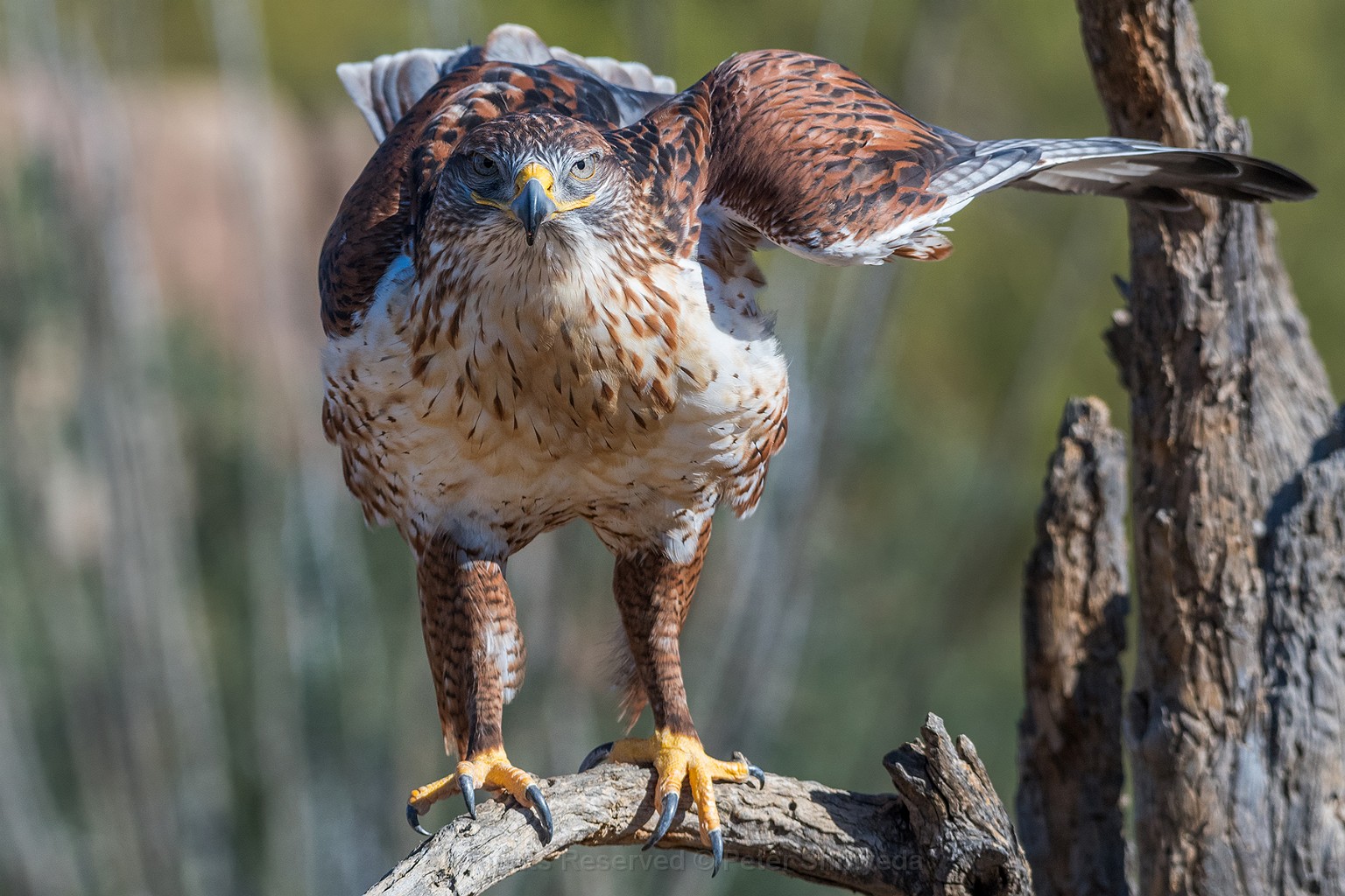 Sonoran Desert Museum Raptors, Feb 2018
