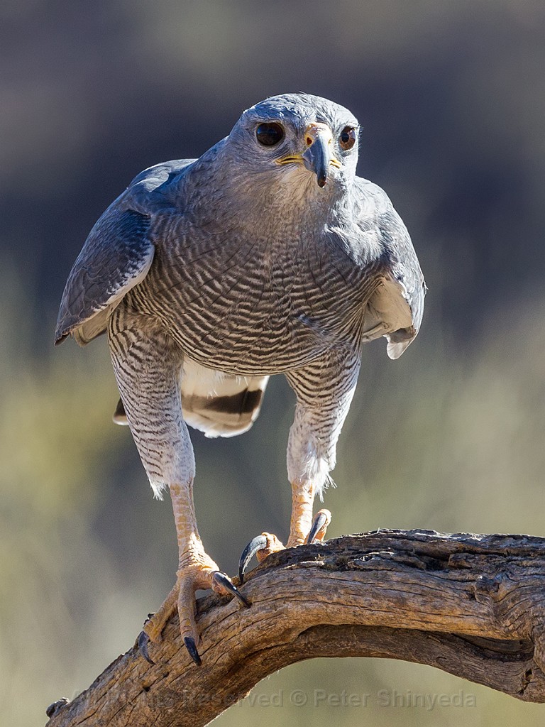 Sonoran Desert Museum Raptors, Feb 2018