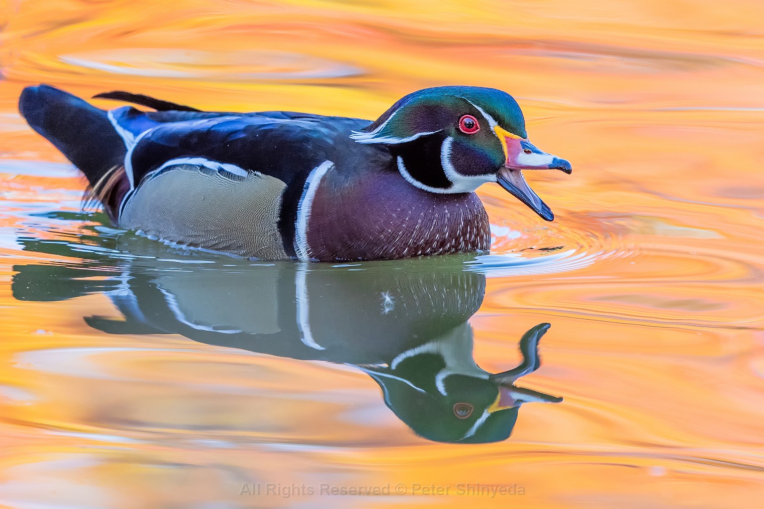 Wood Ducks, Fall 2022