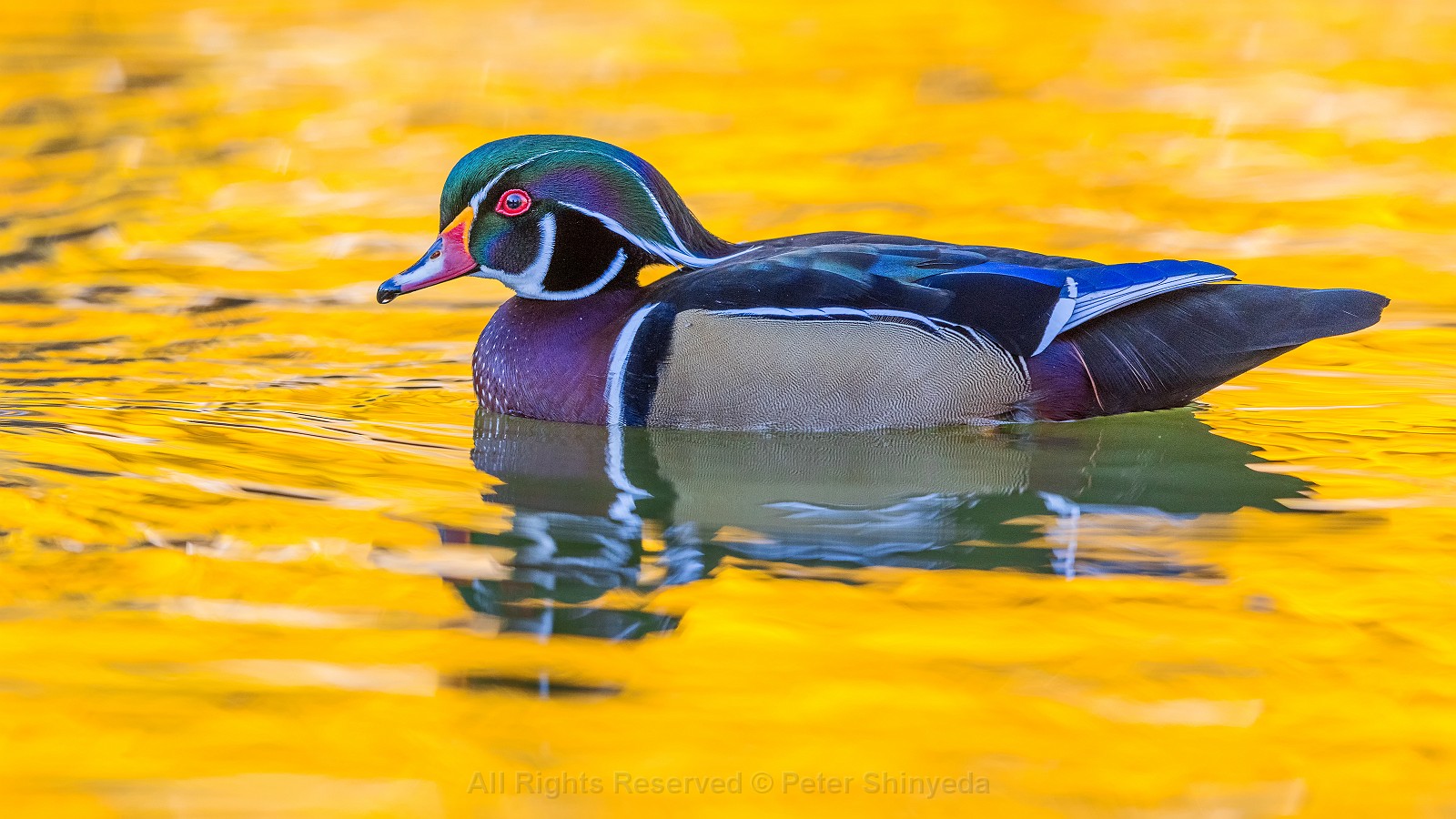 Wood Ducks, Fall 2022