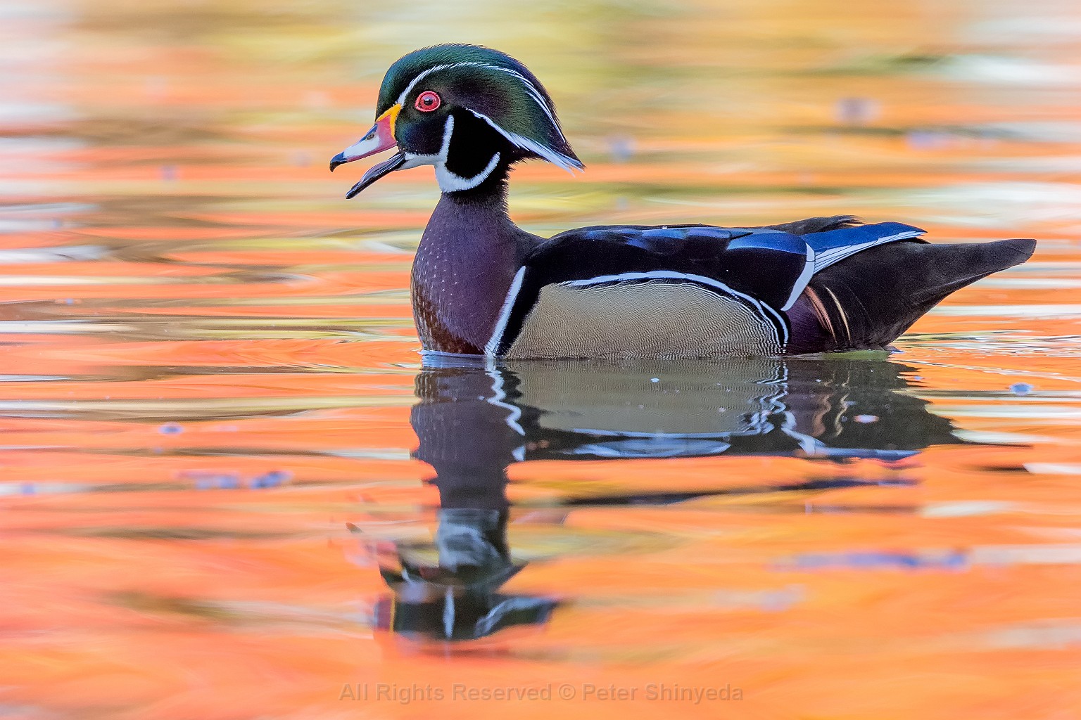 Wood Ducks, Fall 2022