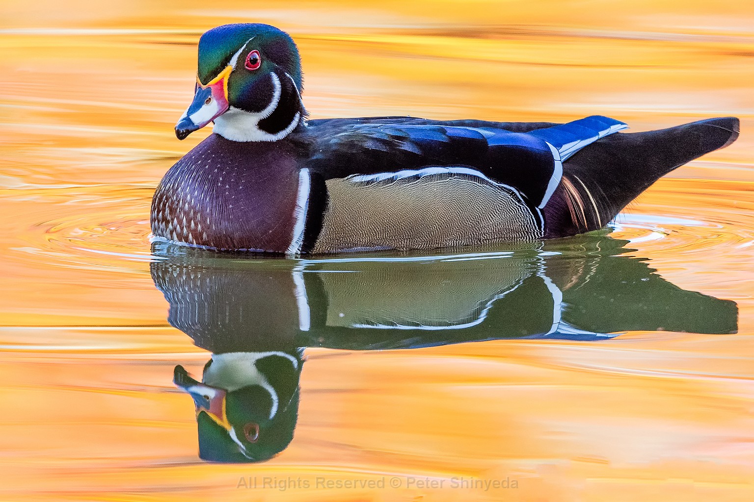 Wood Ducks, Fall 2022