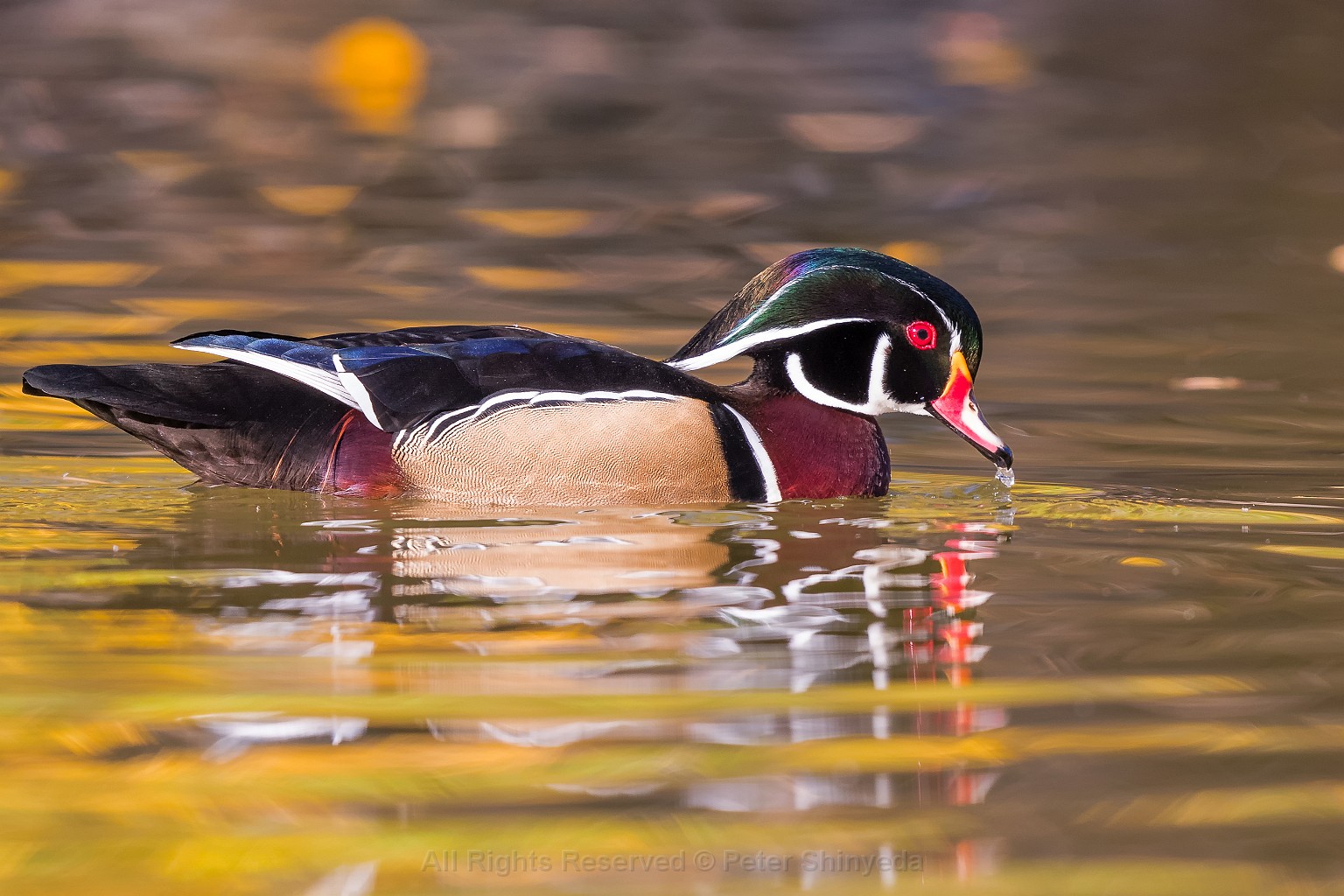 Wood Ducks, Fall 2022