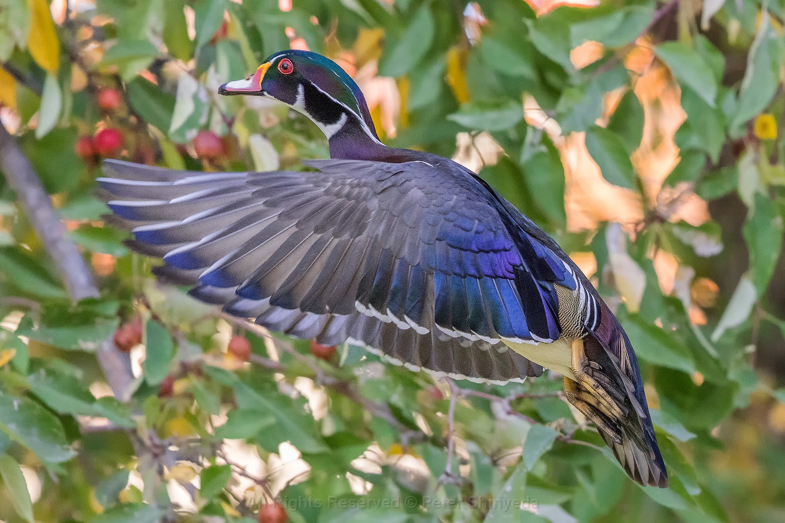 Wood Ducks, Fall 2022